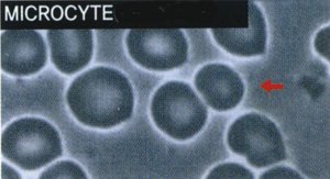 The Institute of 8BodyType Accupuncture